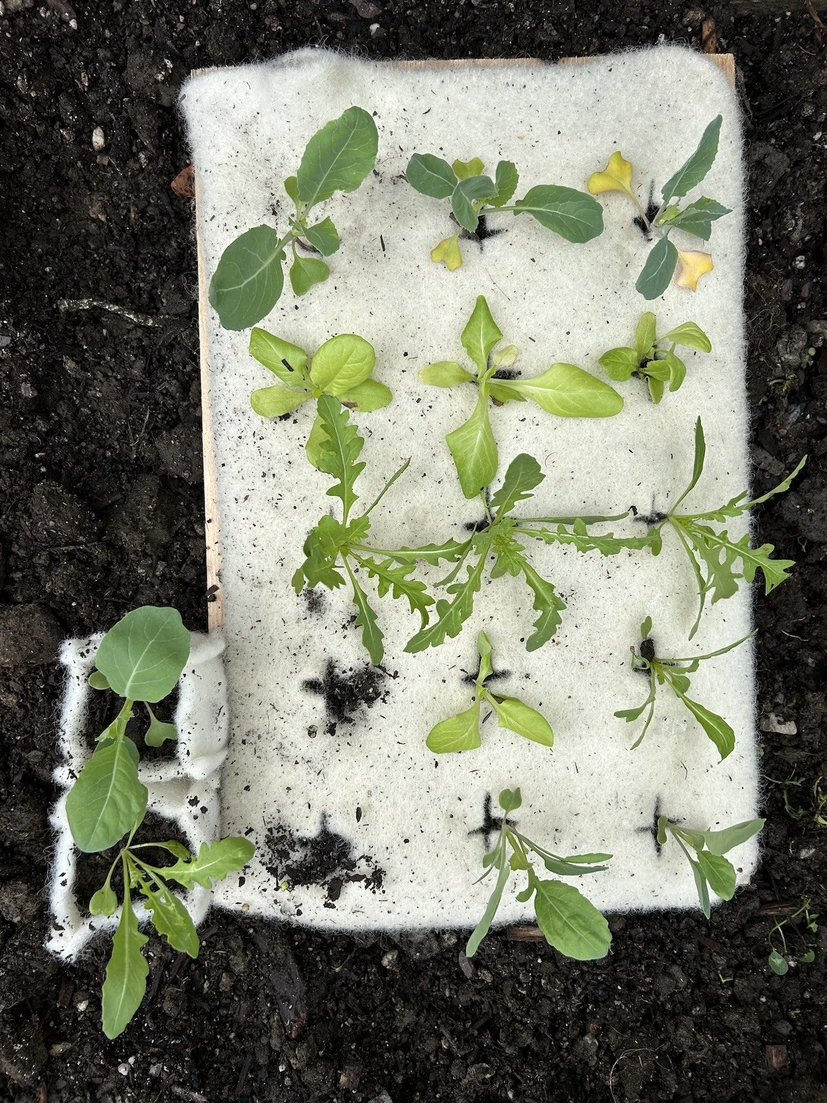 Market Stalls — The Shepherdess Muster