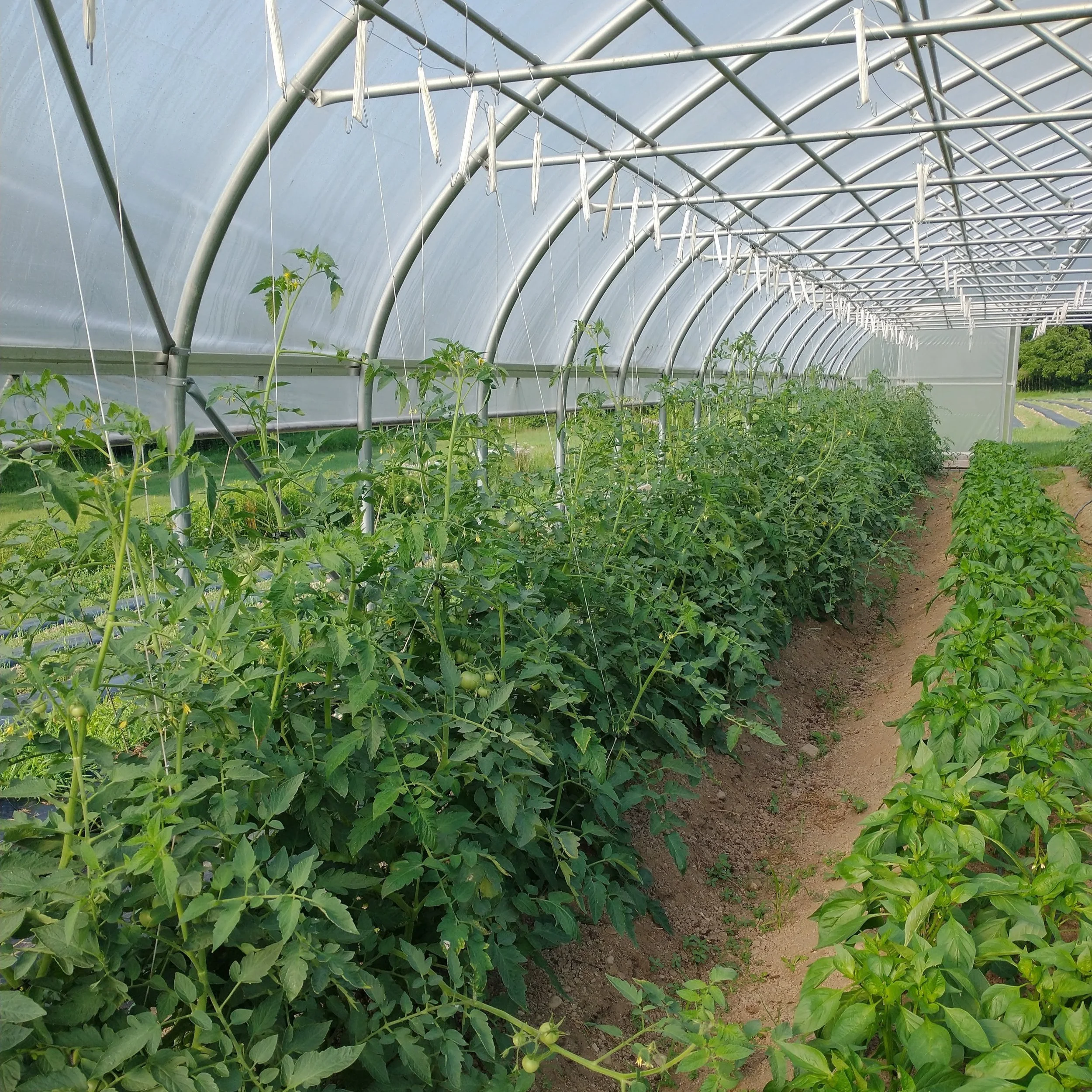 Josie Porter Farm | Community Supported Agriculture