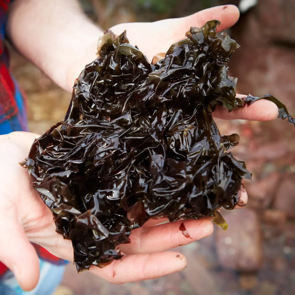 National Laverbread Day