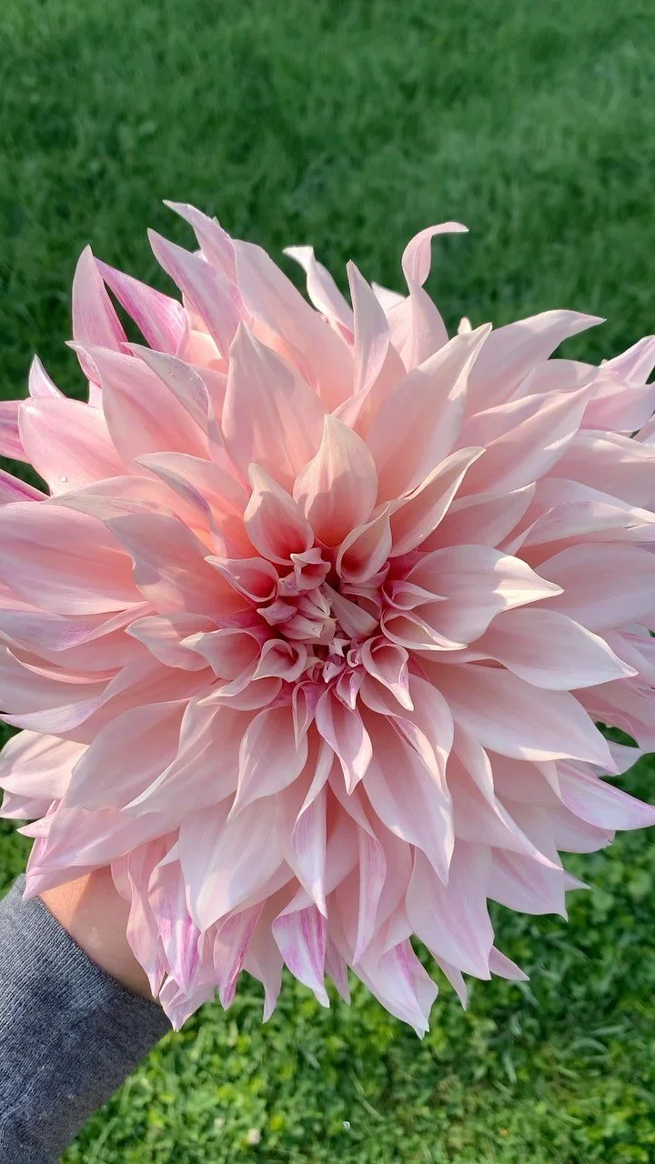 Sterling Stems Flower Farm