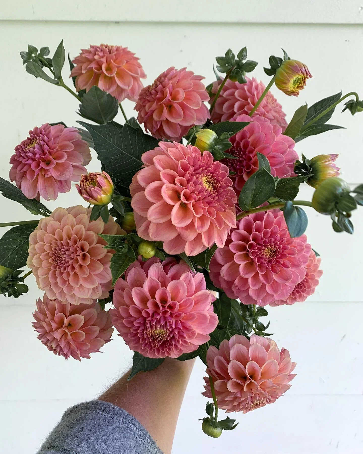 Sterling Stems Flower Farm