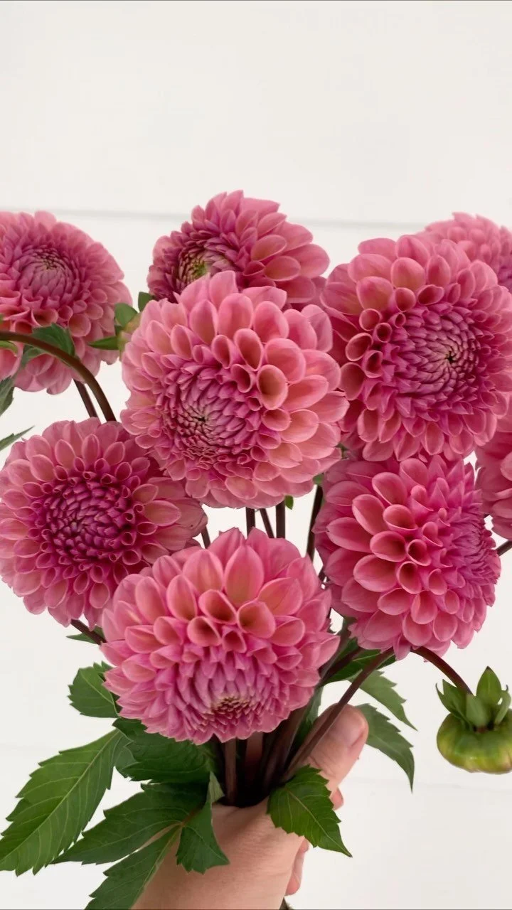 Sterling Stems Flower Farm