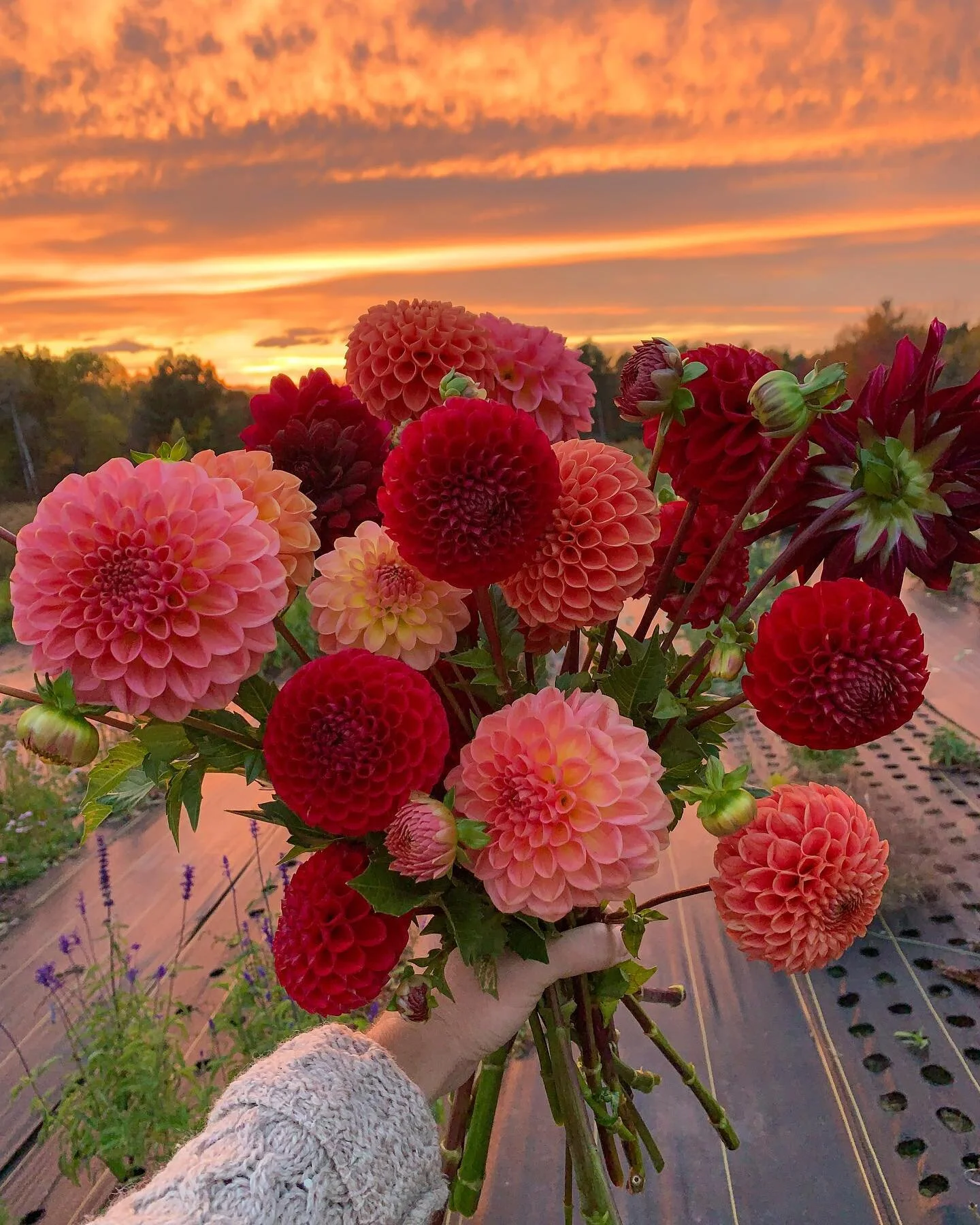 Sterling Stems Flower Farm