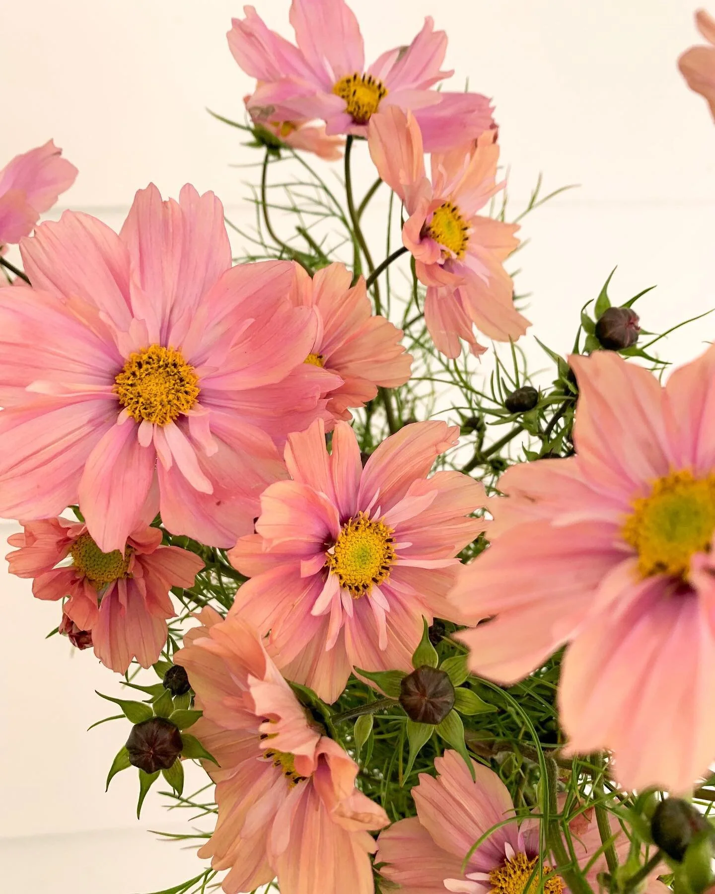 Sterling Stems Flower Farm