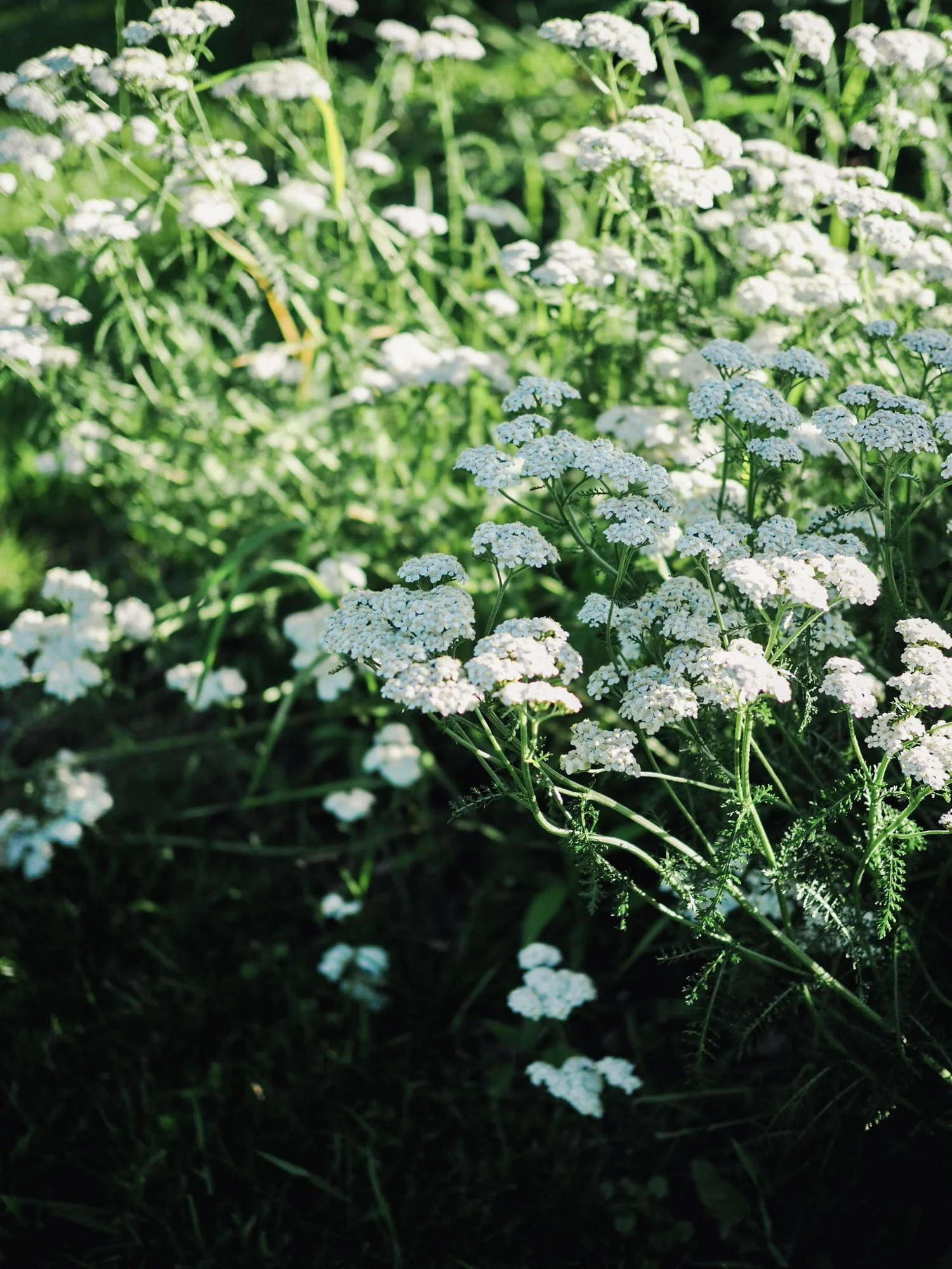 Our Flowers | Shop Local, Support Sustainability — Sterling Stems ...