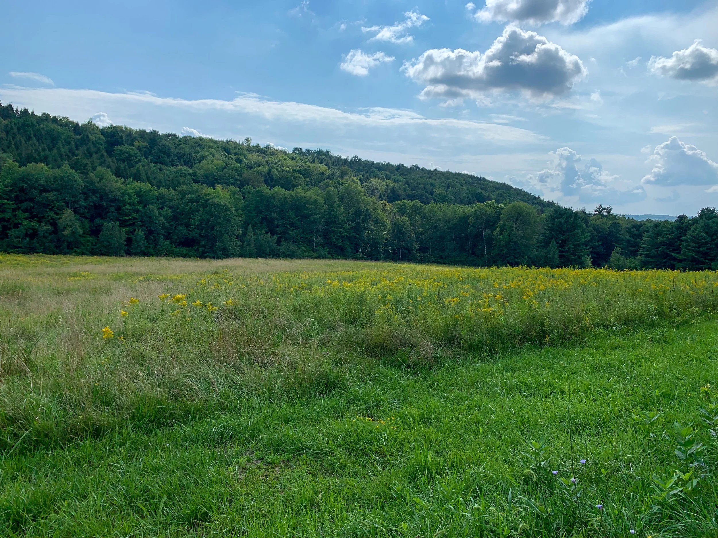 Our Flowers — Sterling Stems Flower Farm
