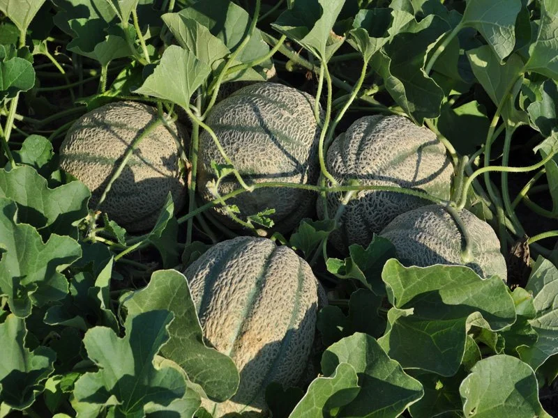 Services 3 — Hand Melon Farm