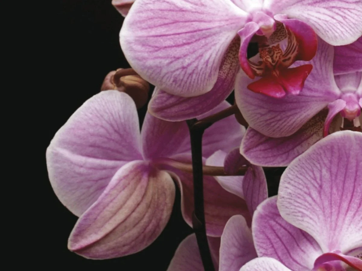 Press & Awards — IIG