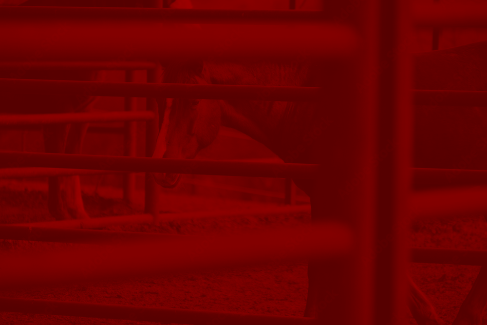 Predator Control — Goldsmith Fencing