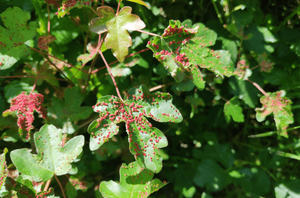 Gall Mites: How To Get Rid of Gall Mites on Plants - Growthopedia