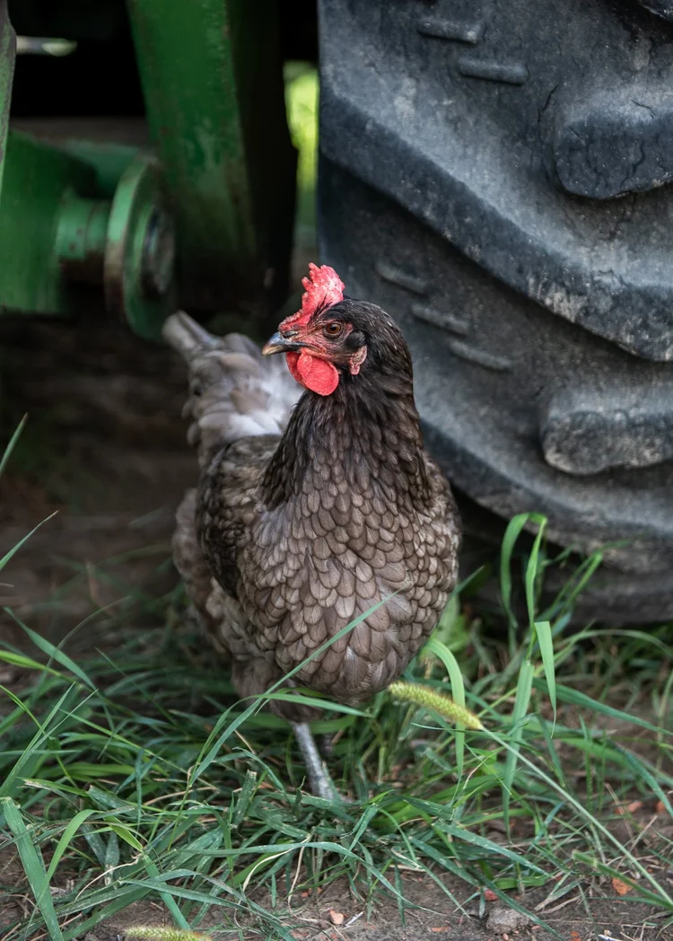 The Sapphire Gem Chicken: All About the Rising Star of the Poultry ...