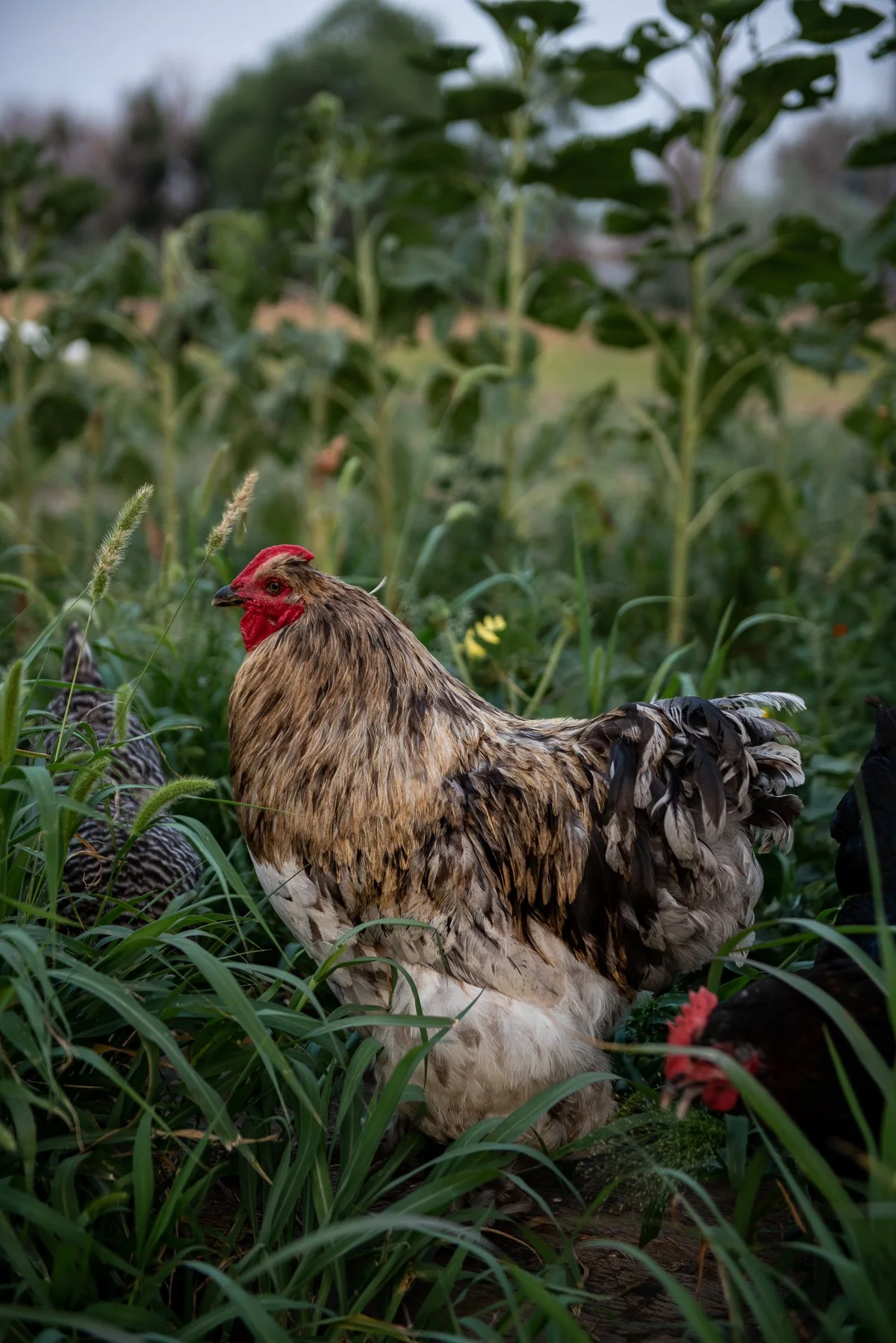 5 Things You Should Know About Keeping a Rooster — Whitney Out West