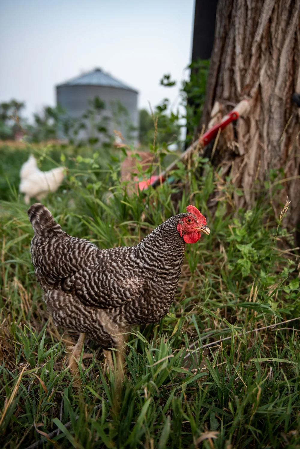 Why Barred Rock and Plymouth Rock Chickens Are Often Mistaken for Each ...