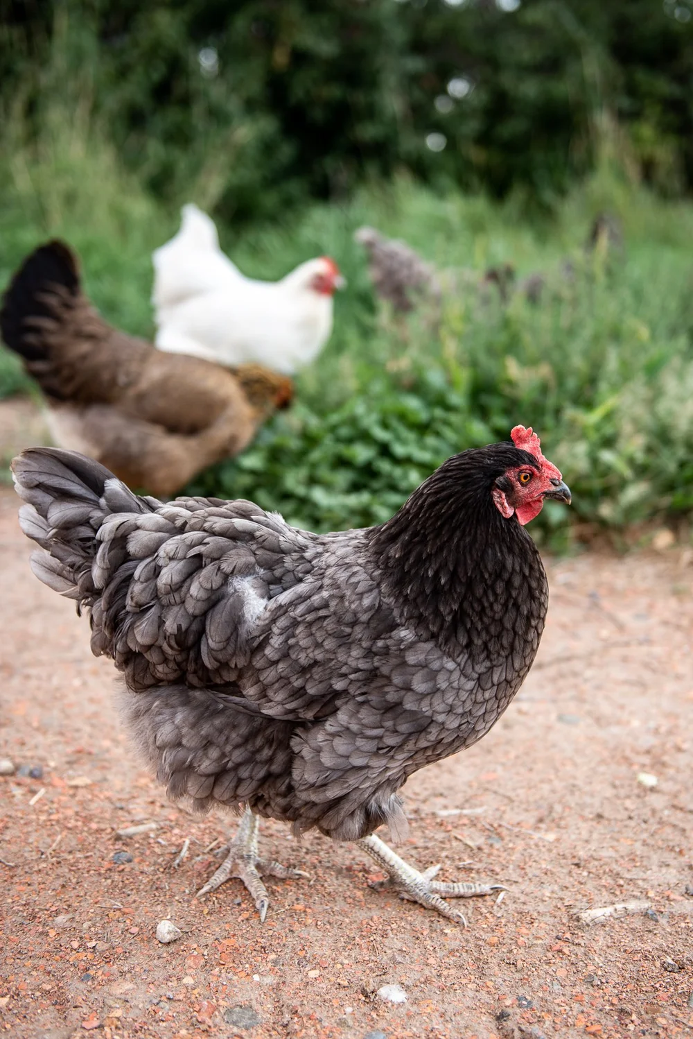 The Sapphire Gem Chicken: All About the Rising Star of the Poultry ...