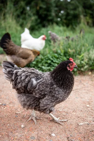 The Sapphire Gem Chicken: All About the Rising Star of the Poultry ...