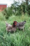 The Sapphire Gem Chicken: All About the Rising Star of the Poultry ...