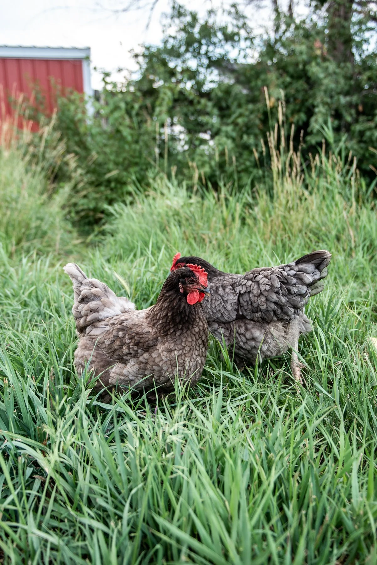 The Sapphire Gem Chicken: All About the Rising Star of the Poultry ...
