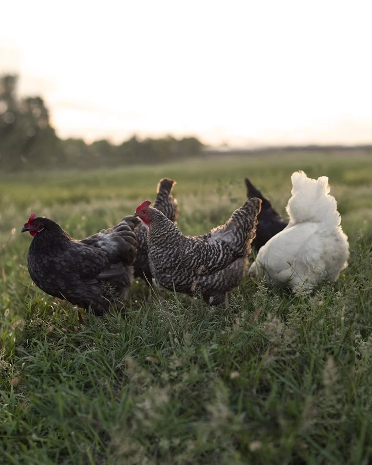 Why Barred Rock and Plymouth Rock Chickens Are Often Mistaken for Each ...