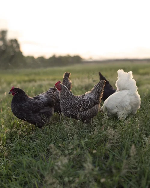 Why Barred Rock and Plymouth Rock Chickens Are Often Mistaken for Each ...