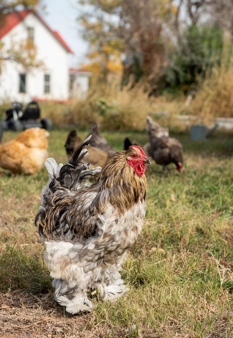 Can Chickens Recognize Faces? Understanding Your Flock’s Intelligence ...