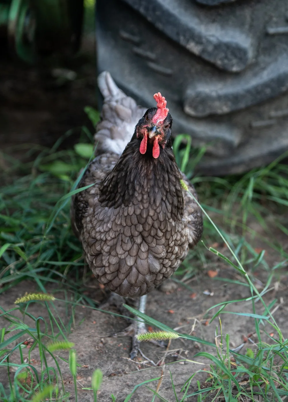 The Sapphire Gem Chicken: All About the Rising Star of the Poultry ...
