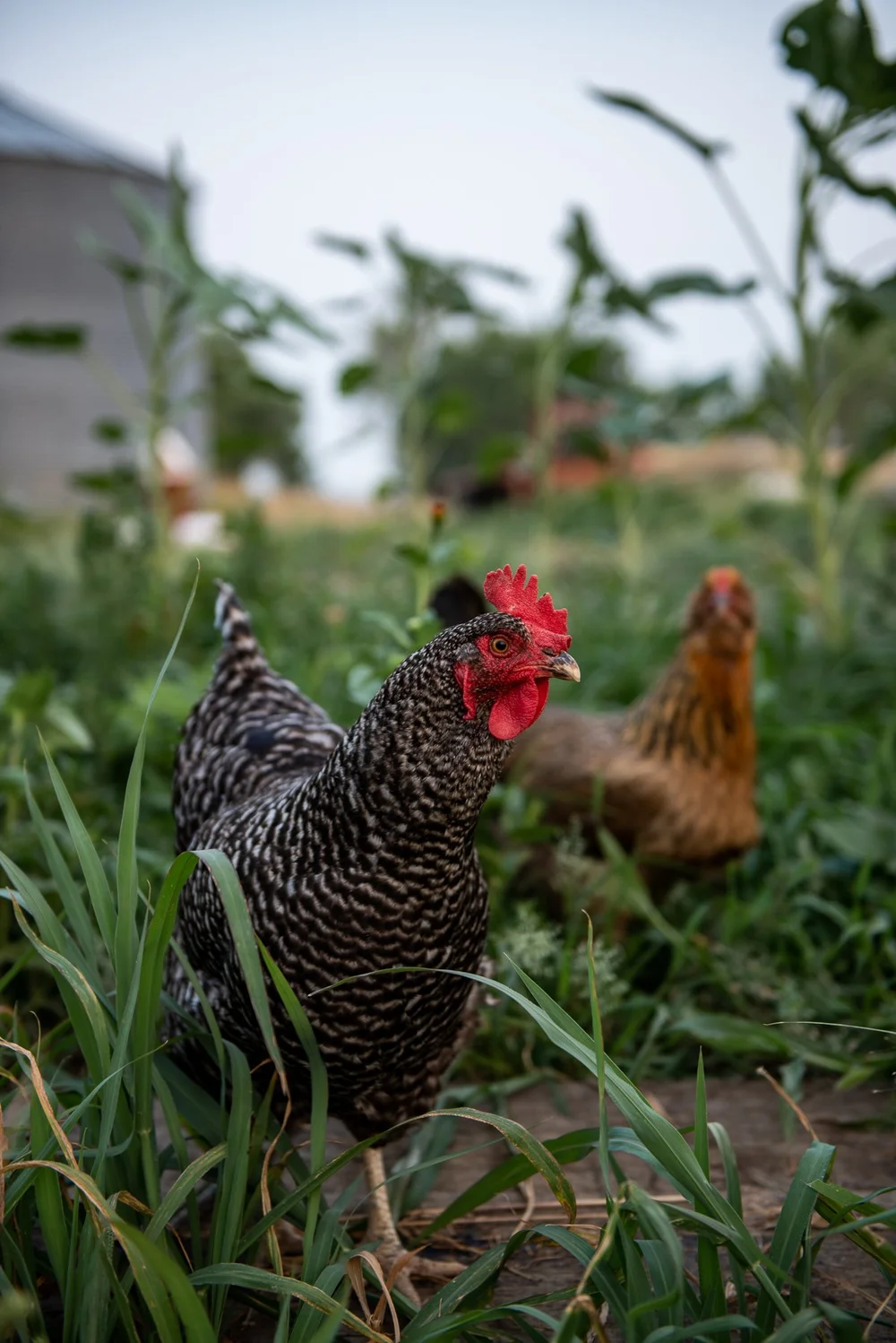 Why Barred Rock and Plymouth Rock Chickens Are Often Mistaken for Each ...