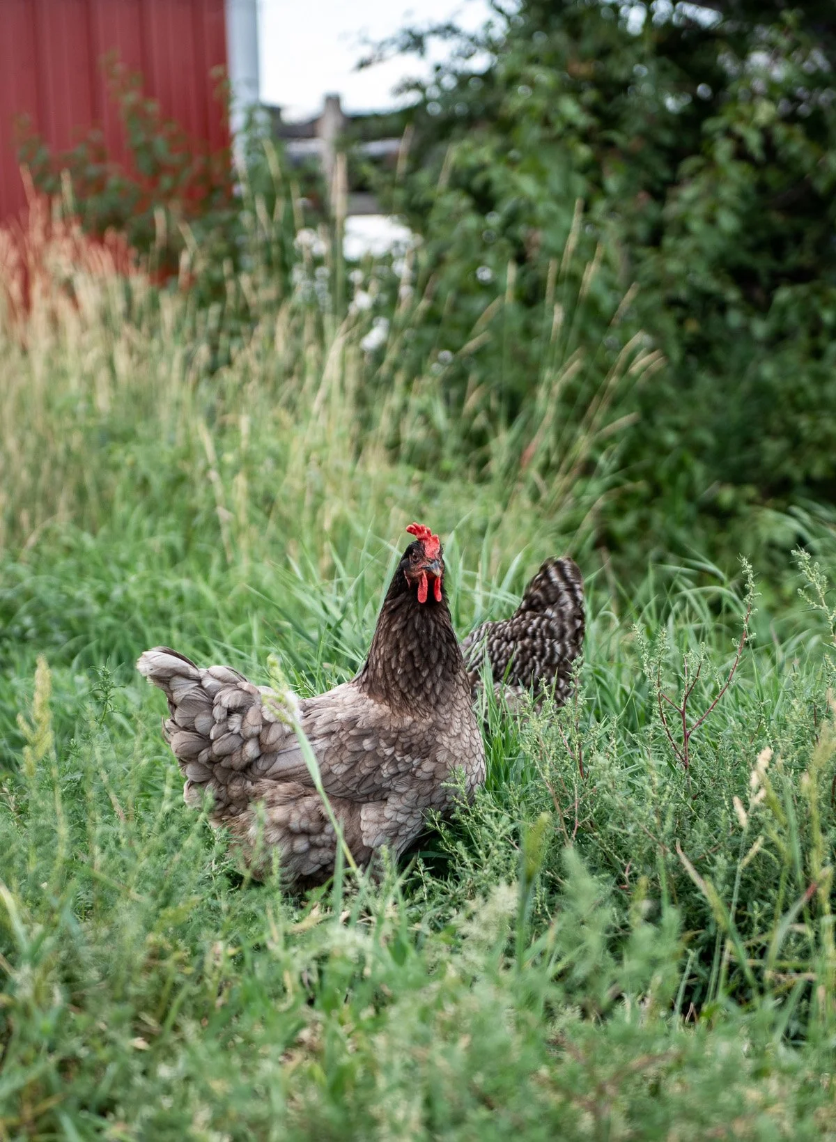 The Sapphire Gem Chicken: All About the Rising Star of the Poultry ...