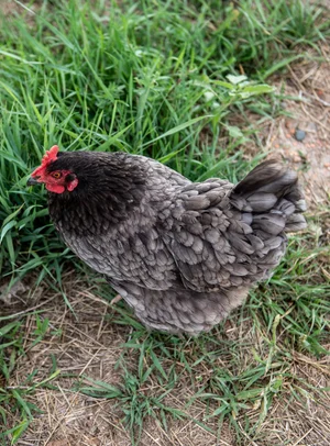 The Sapphire Gem Chicken: All About the Rising Star of the Poultry ...