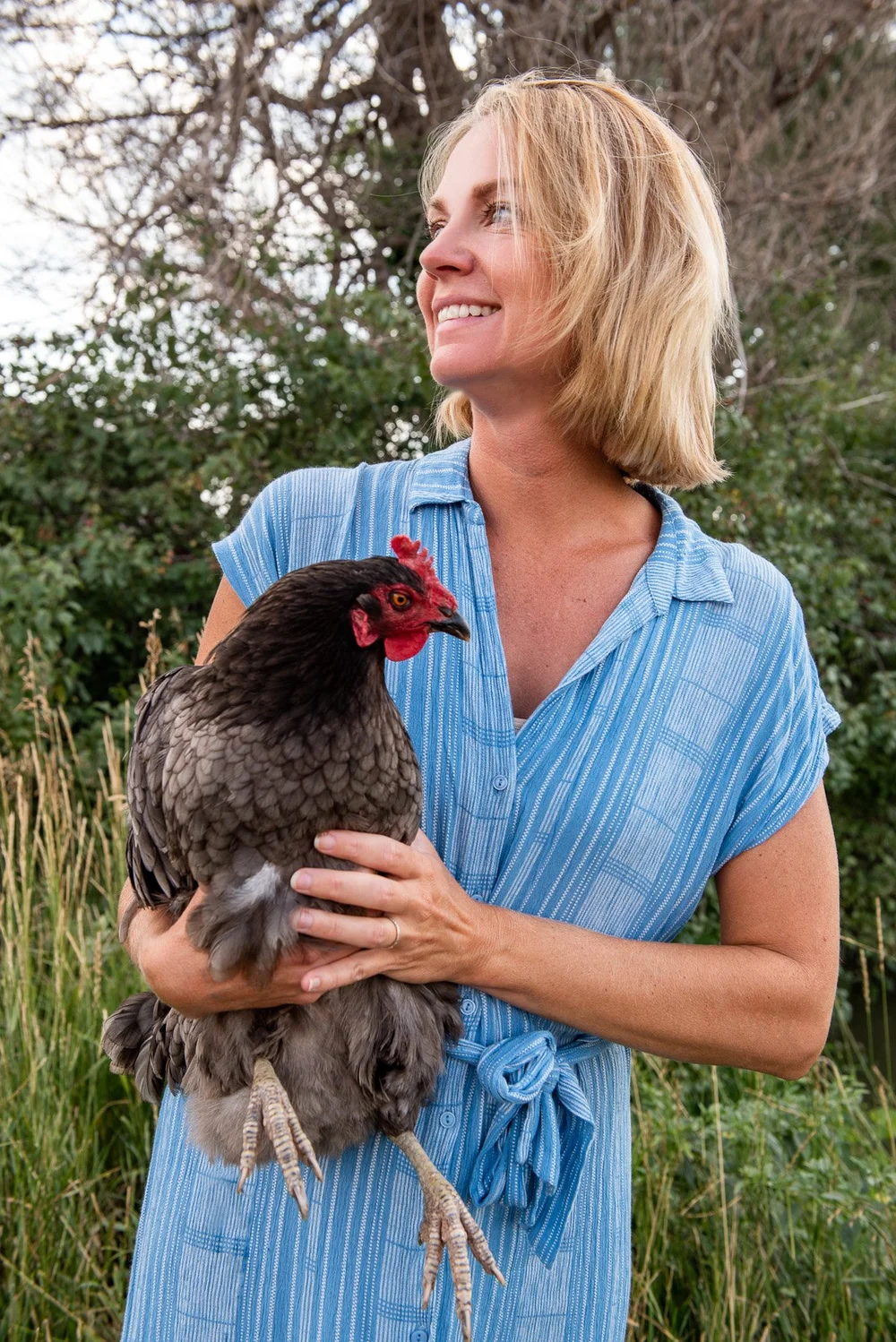 The Sapphire Gem Chicken: All About the Rising Star of the Poultry ...