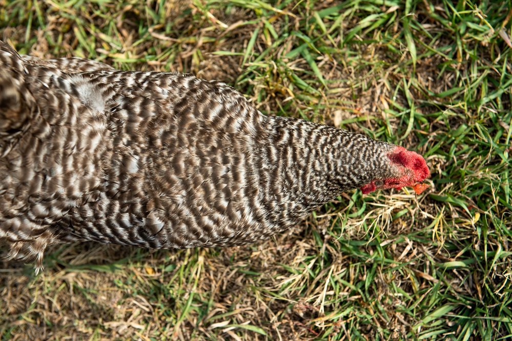 Why Barred Rock and Plymouth Rock Chickens Are Often Mistaken for Each ...
