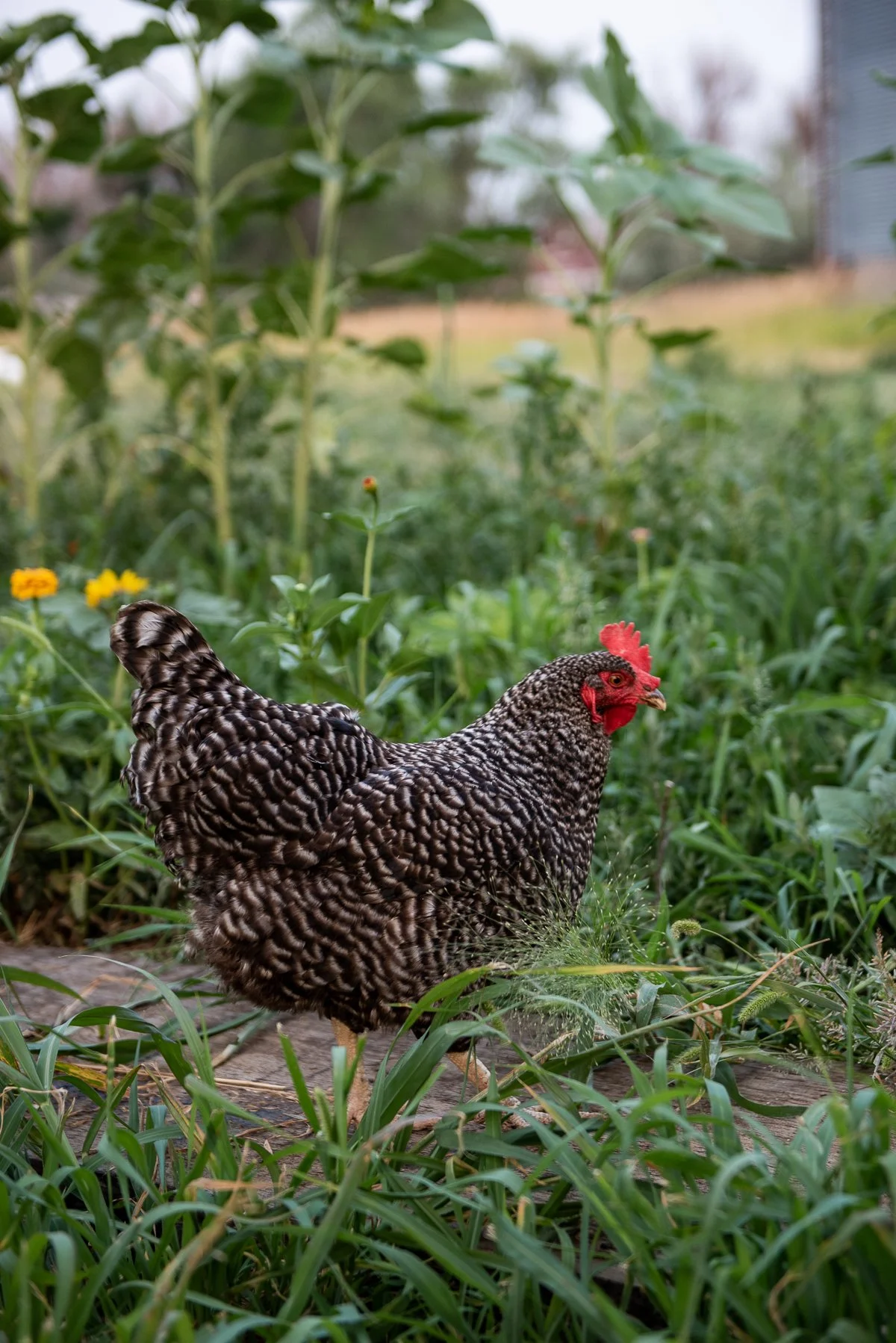 Why Barred Rock and Plymouth Rock Chickens Are Often Mistaken for Each ...