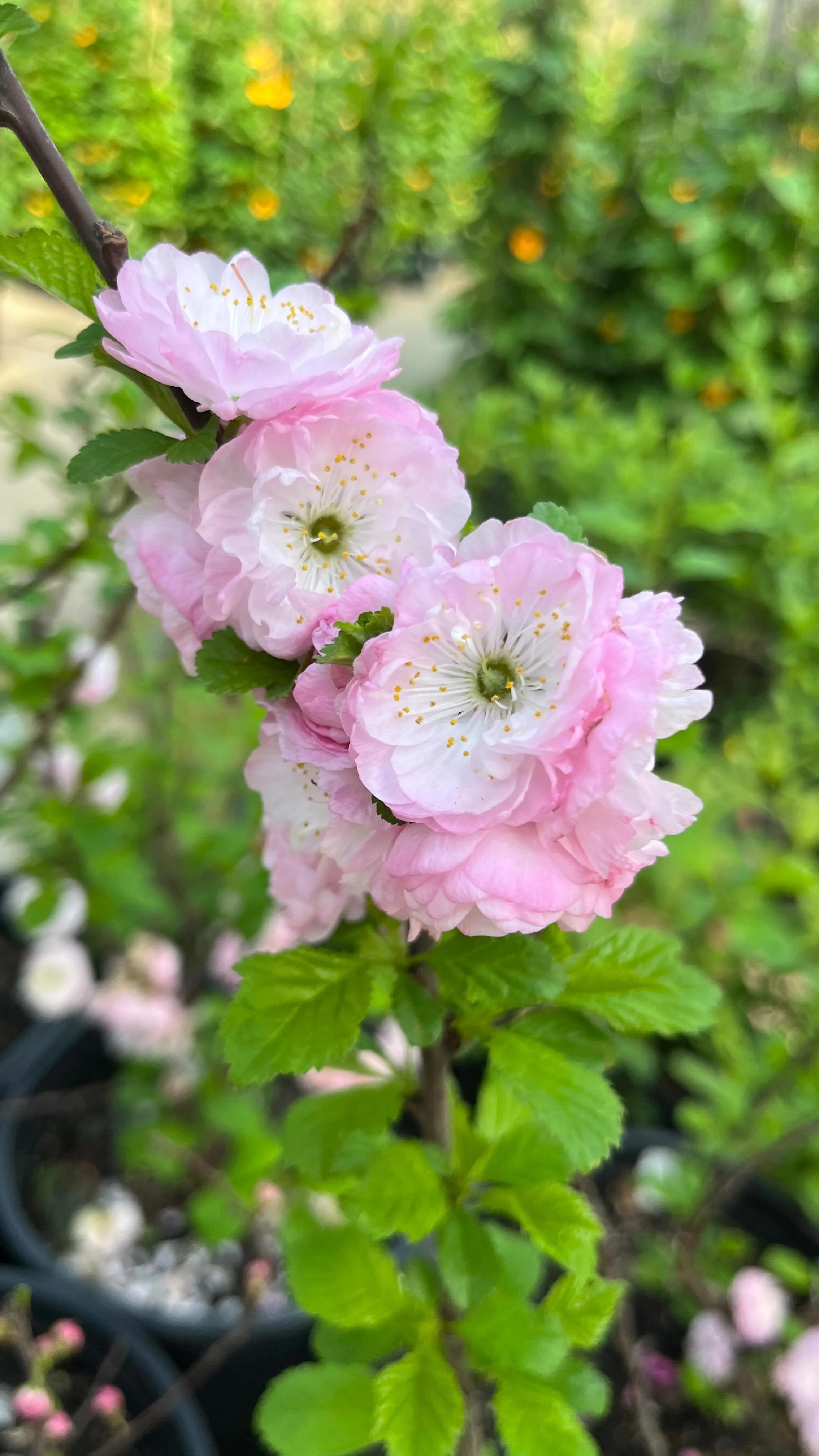 Blossom Festival — Saskatoon Farm Market