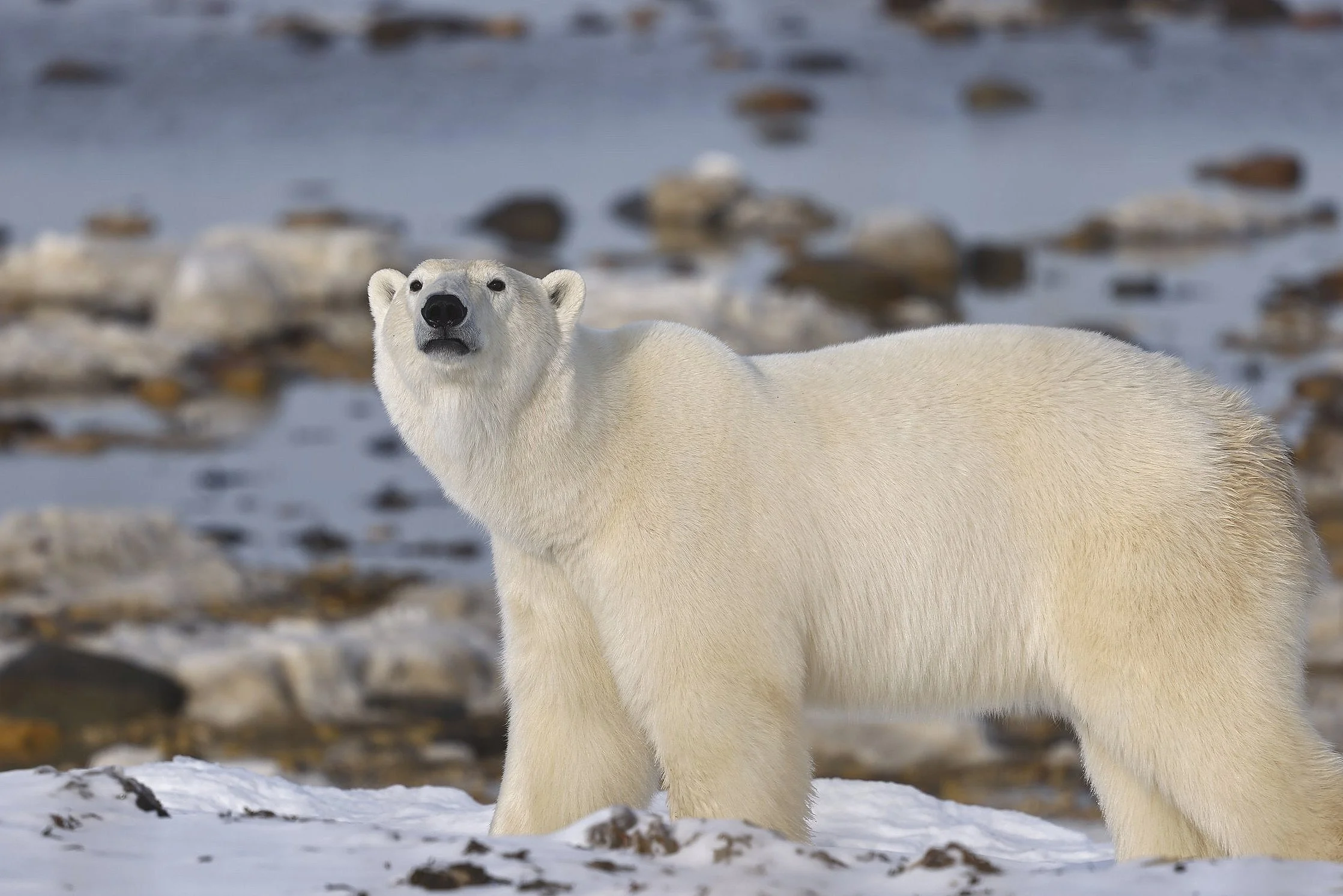 Sub-Arctic Tours