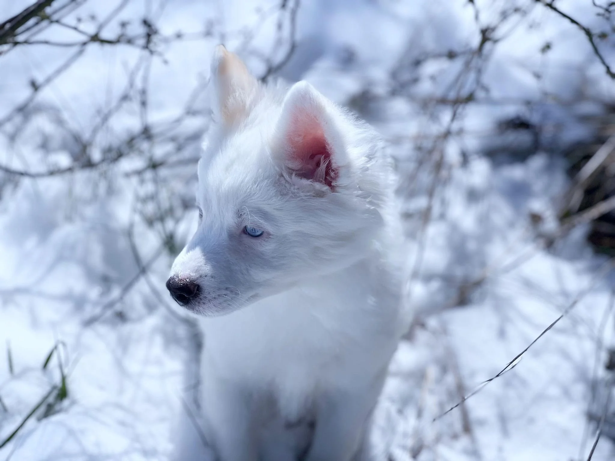 Cute White Wolf Pup With Blue Eyes