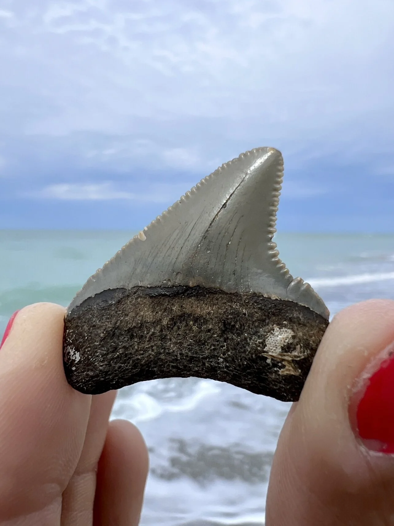 Fossils — Meg Goddess Designs