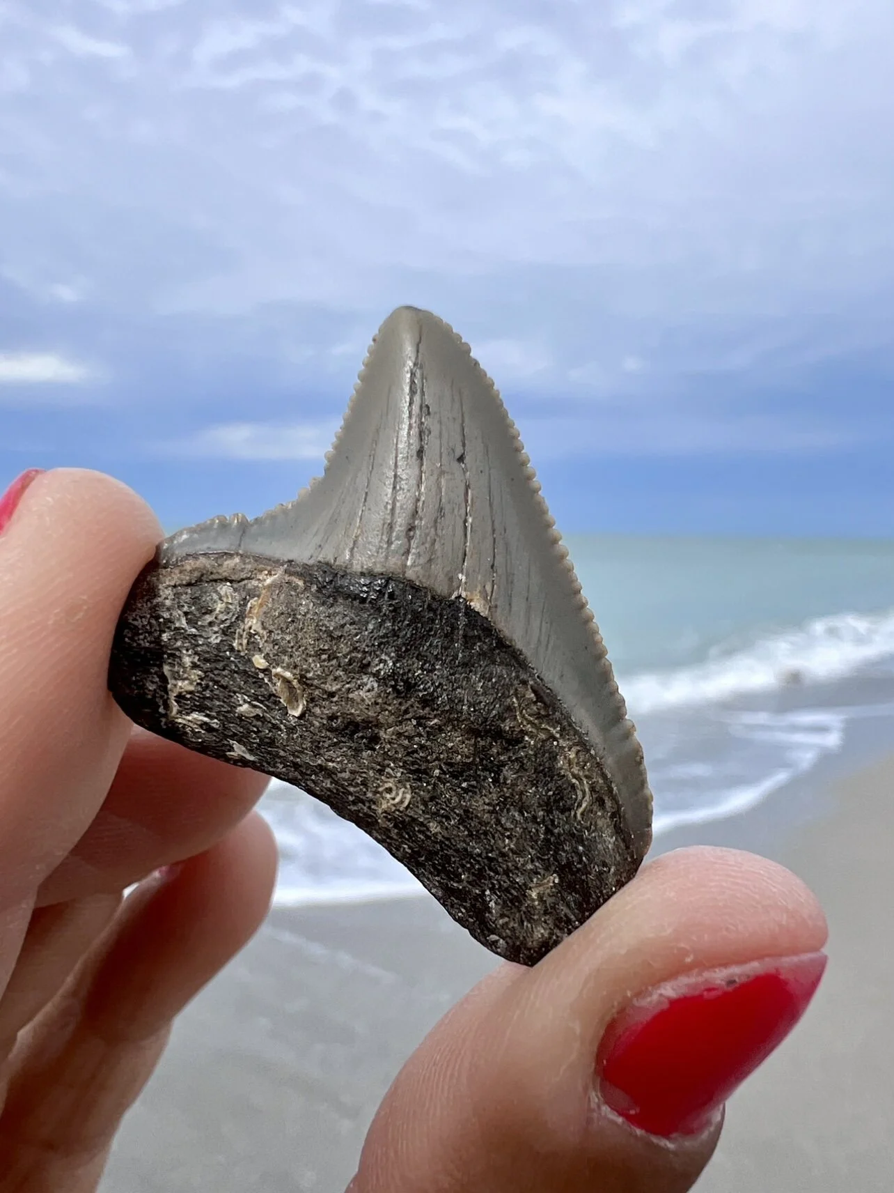 Fossils — Meg Goddess Designs