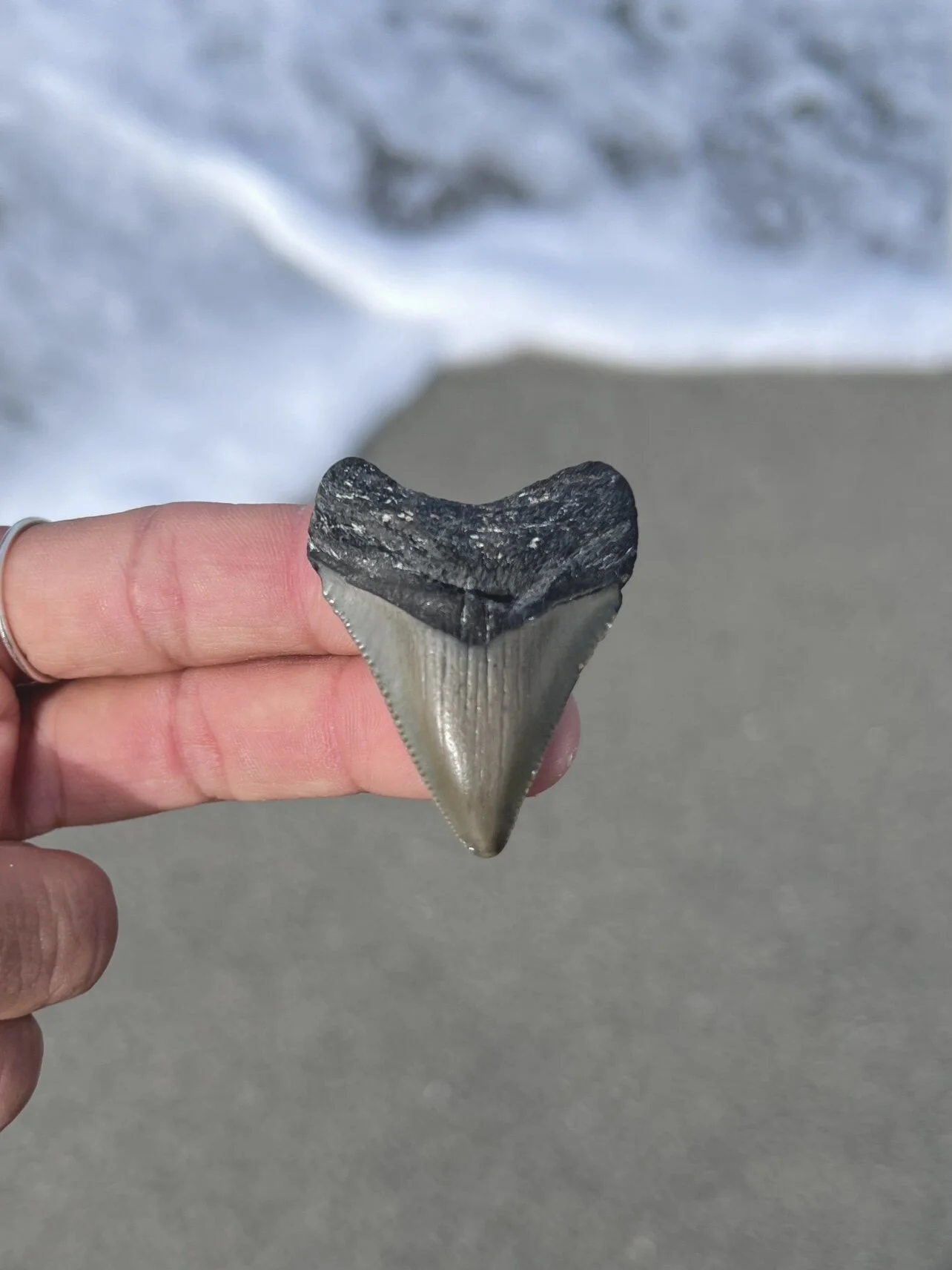 Fossils — Meg Goddess Designs