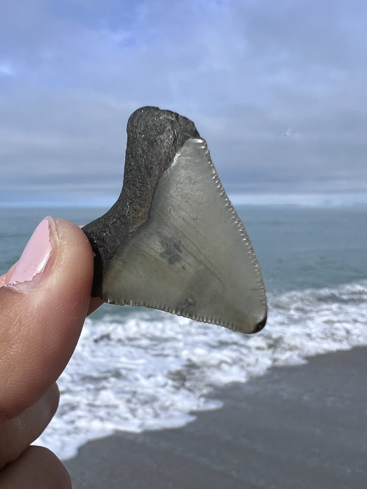 Fossils — Meg Goddess Designs