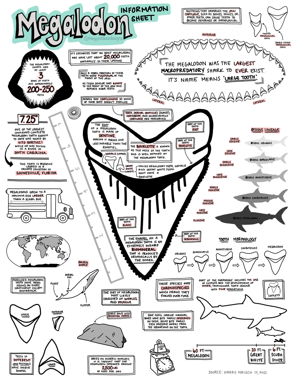 Fun Facts about Megalodon — Meg Goddess Designs