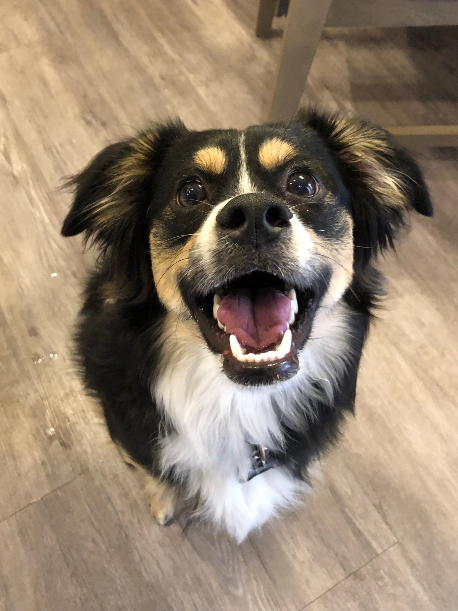 Positive reinforcement dog training and puppy training.