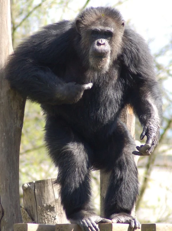 The Boy Who Went Ape — Richard Jesse Watson