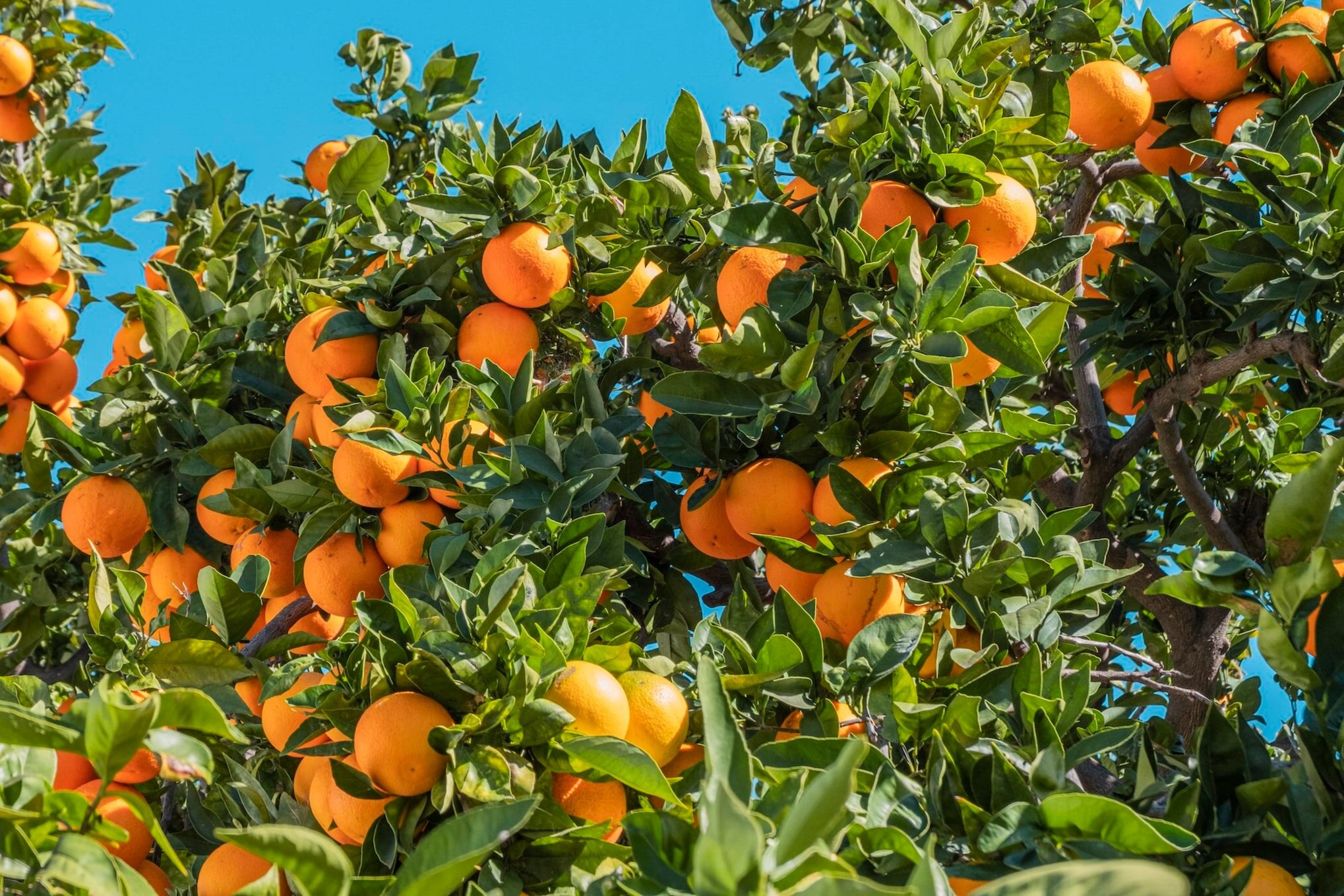 Alpine, UT — Cherry Hill Farms