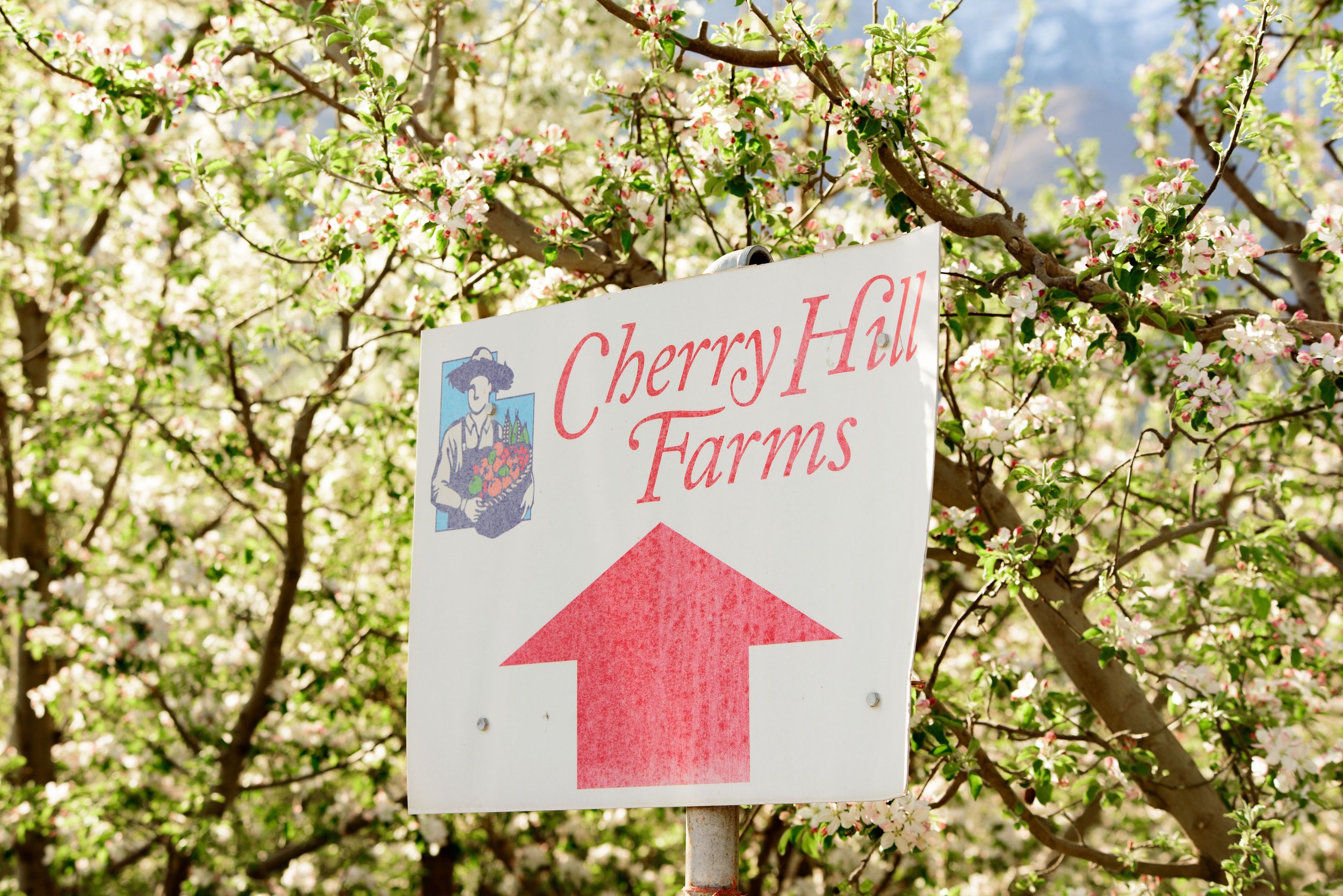 Cherry Hill Farms | Locally Grown Cherries, Peaches, Apples ...