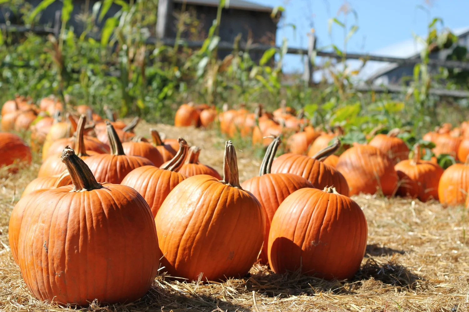 Idaho-Corn Maze — Cherry Hill Farms