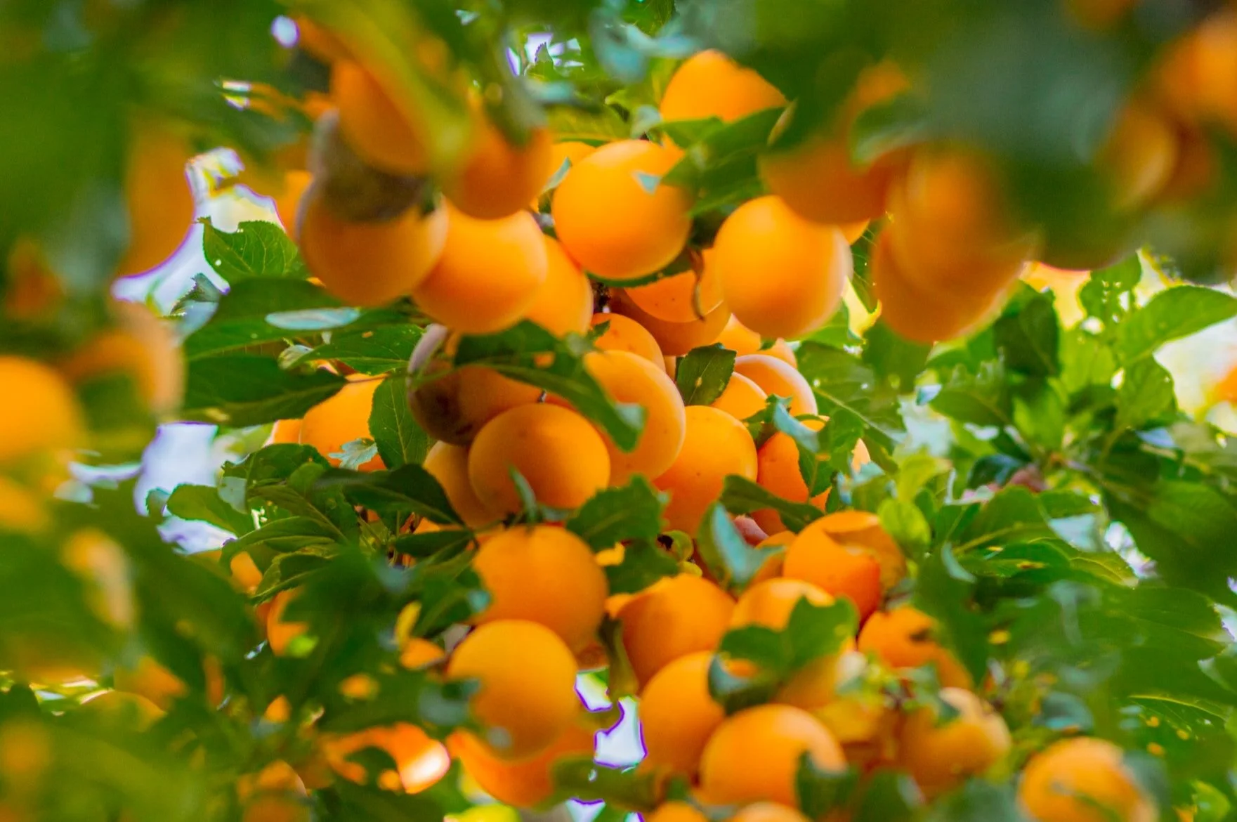 Caldwell, ID — Cherry Hill Farms