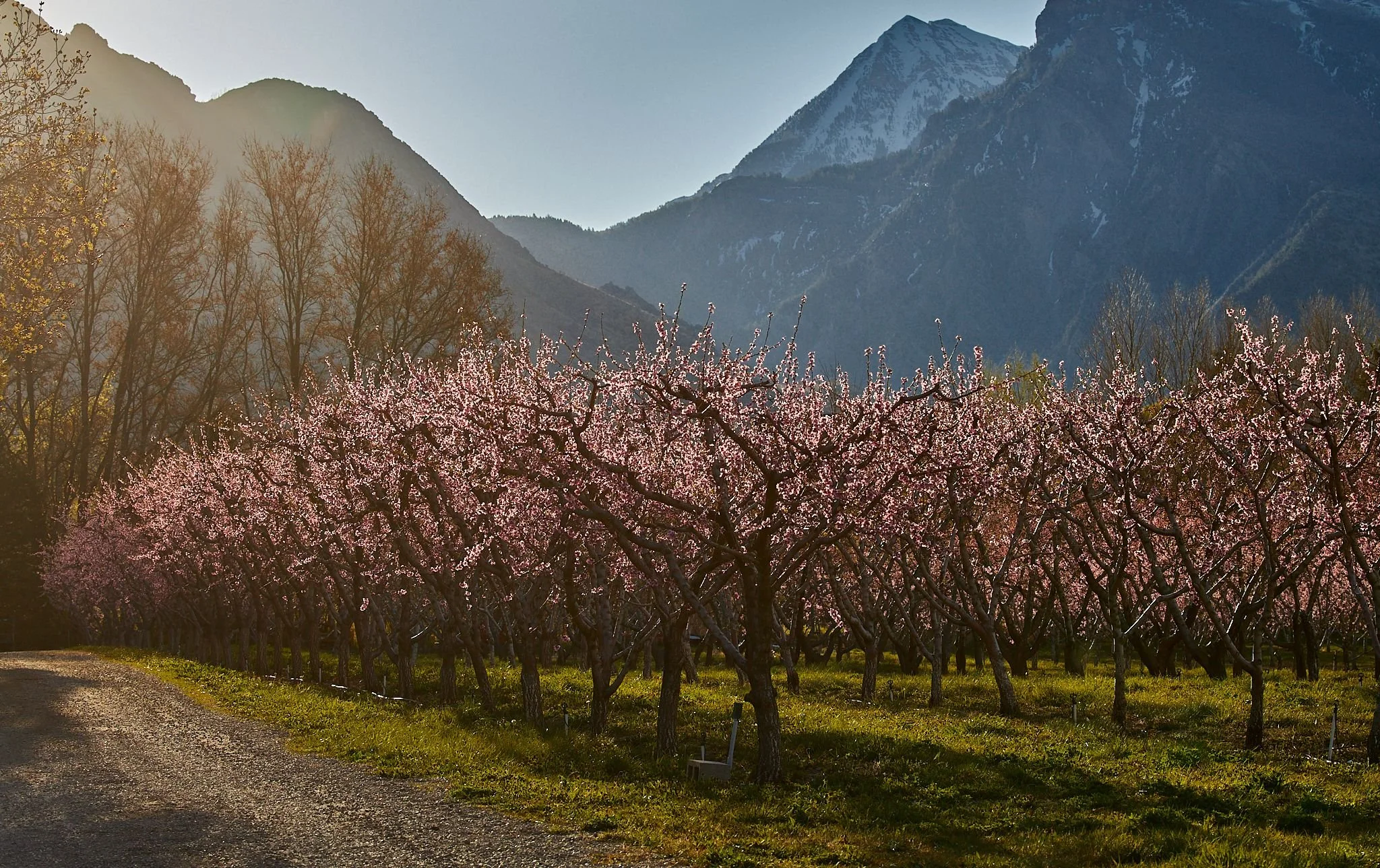 Alpine, UT — Cherry Hill Farms