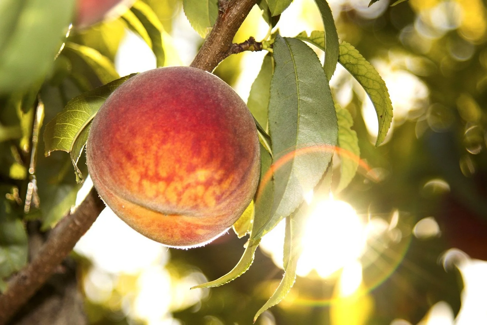 Cherry Hill Farms | Locally Grown Cherries, Peaches, Apples ...
