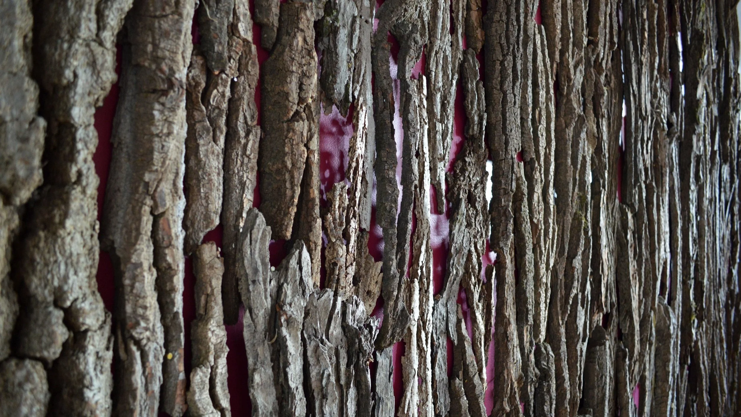 Bark Installations — ANNIE IRENE HEJNY