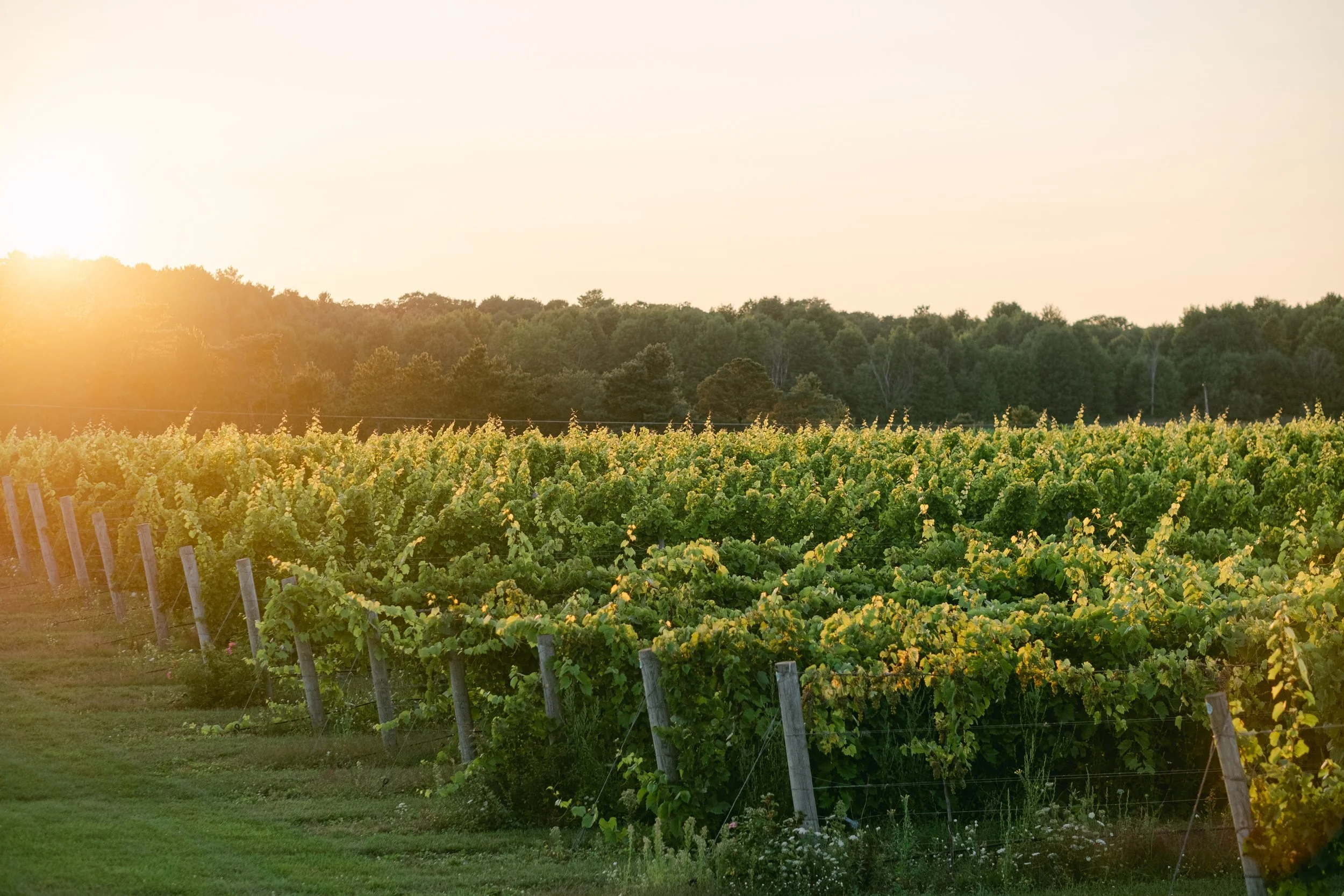 General 2 — French Valley Vineyard