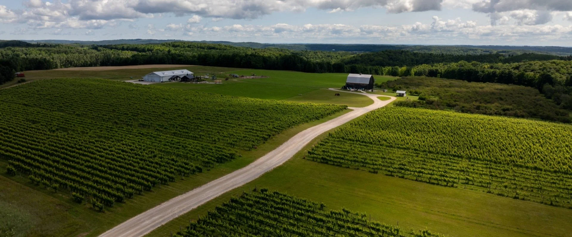 French Valley Vineyard